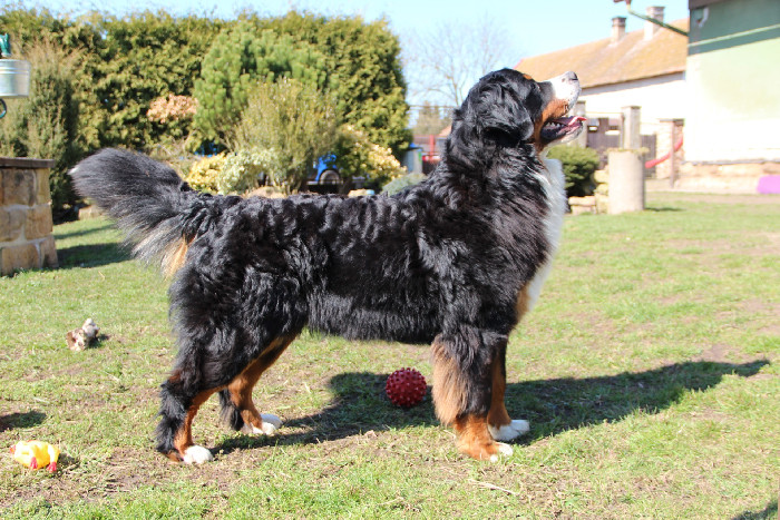 Destiny Codeli Girls :: Lady Nebekam